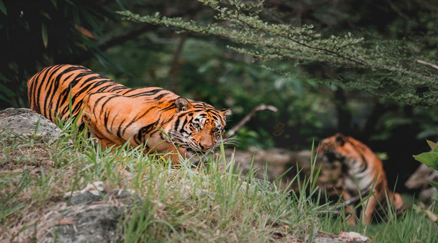 Cebu Safari and Adventure Park Ticket in Cebu | joysaball.com